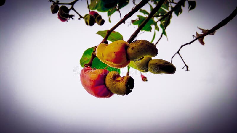 One fruit many colour. stock image. Image of fruit, leaf - 183713695