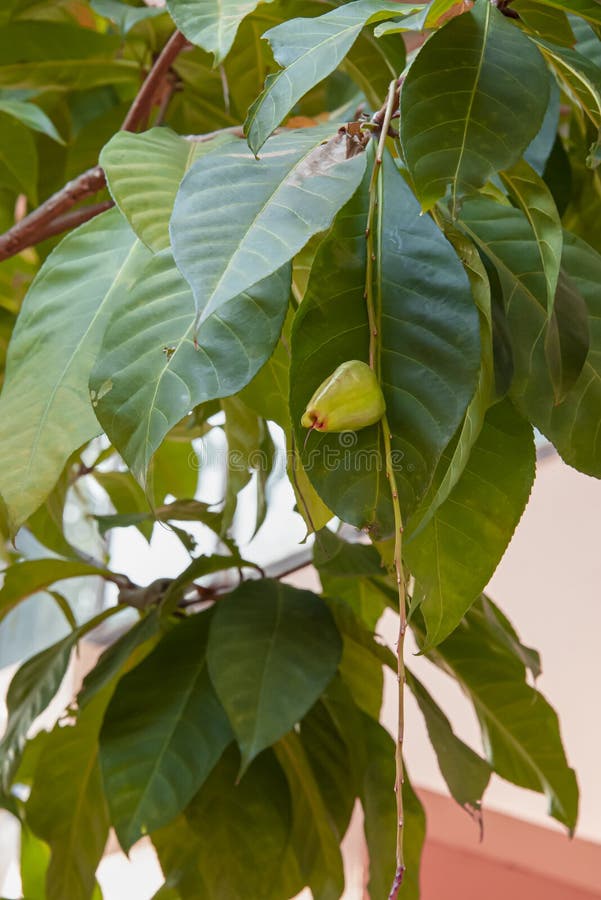 Only one fruit of the tree stock photo. Image of freshness - 240824206