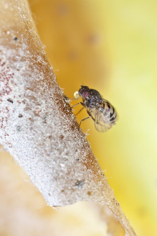 Fruit Fly (Drosophila Melanogaster) Stock Photo - Image of wings ...