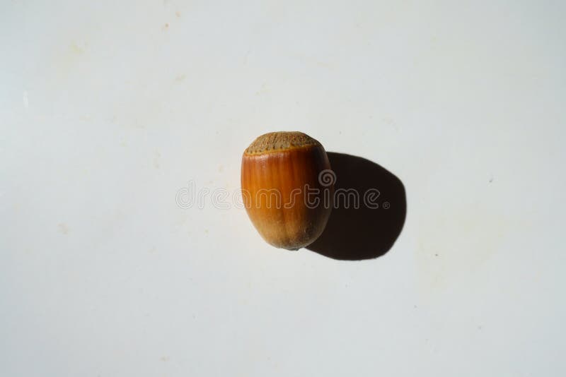 One Fully Ripe Unpeeled Hazelnut from Above Stock Photo - Image of ...