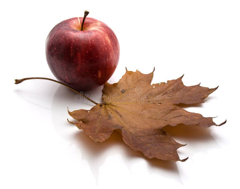 Apple&Maple stock photo. Image of seasonal, fall, leaves - 1486258