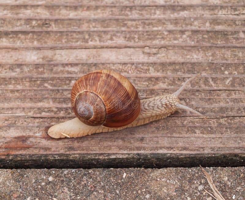 Garden Snail in Shell Crawling on the Road . Stock Photo - Image of ...