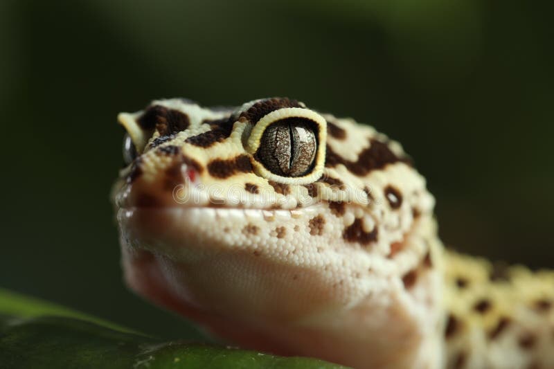 One Beautiful Gecko on Green Leaf, Macro View Stock Image - Image of ...