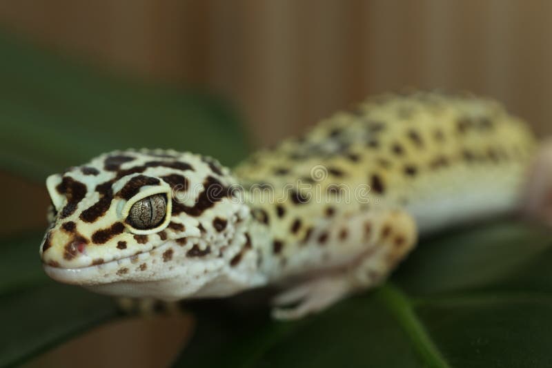 One Beautiful Gecko on Green Leaf, Macro View Stock Image - Image of ...