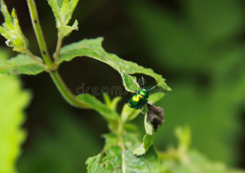 One Gem-like Shiny Insect on Green Leaf Stock Image - Image of shot ...