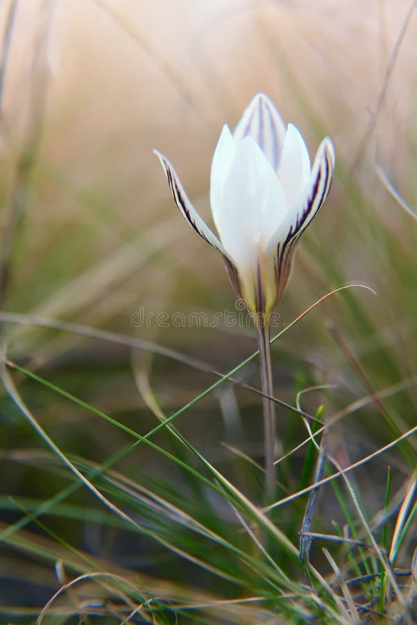 One Gentle Crocus in the Grass, Stock Image - Image of field, fragrance ...