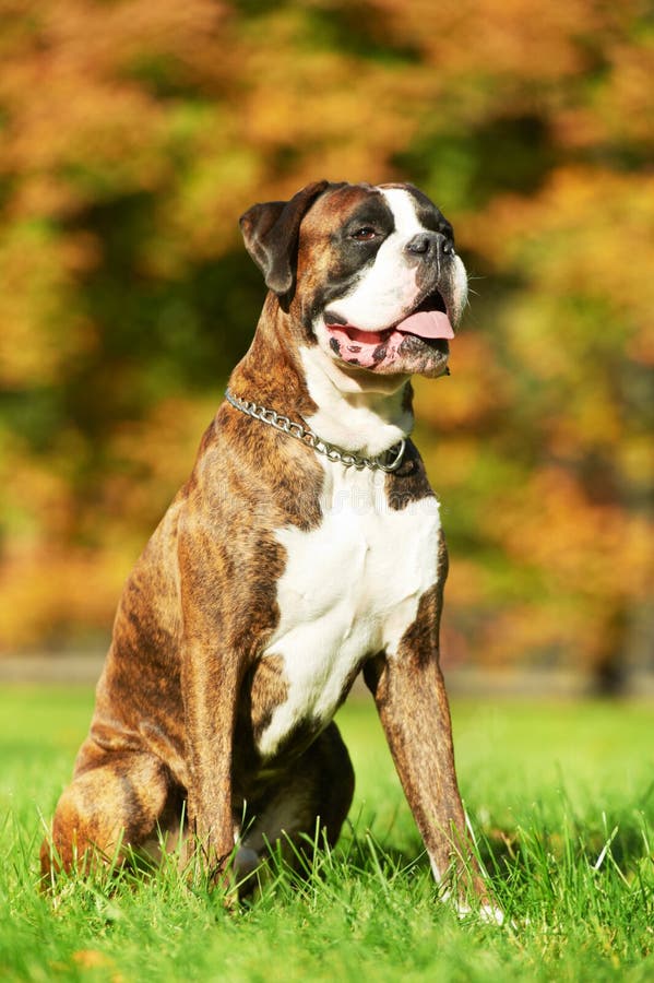 One german tiger boxer dog stock image. Image of outdoors - 29696373
