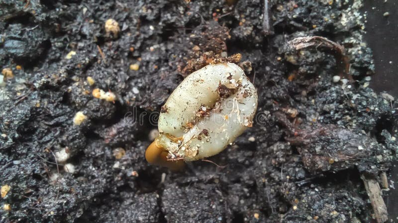 One Germinated Coffee Seed that Begins To Grow Stock Image - Image of ...