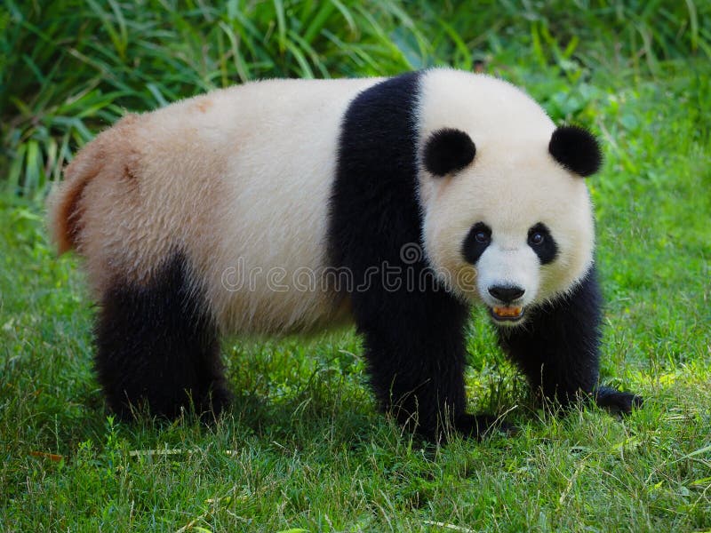 One giant panda on green stock photo. Image of black - 251639338