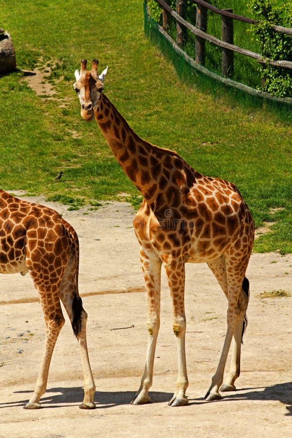 One giraffe stock image. Image of away, destination, herbivore - 54209111