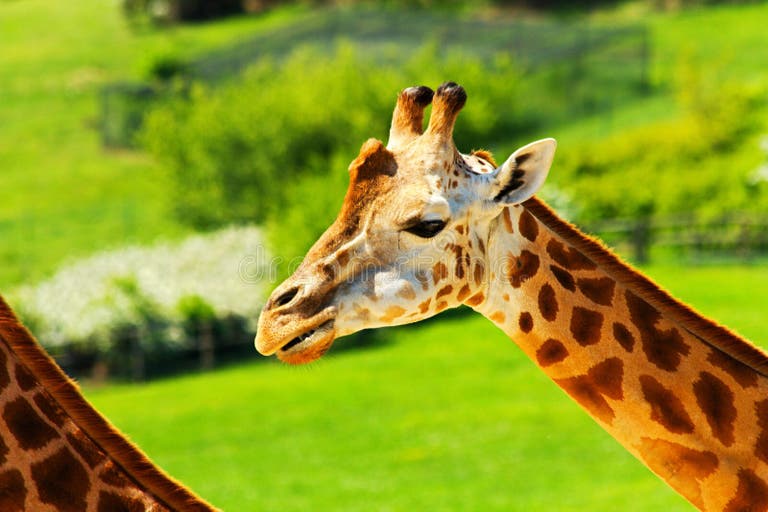 One giraffe stock photo. Image of looking, africa, bright - 54221626