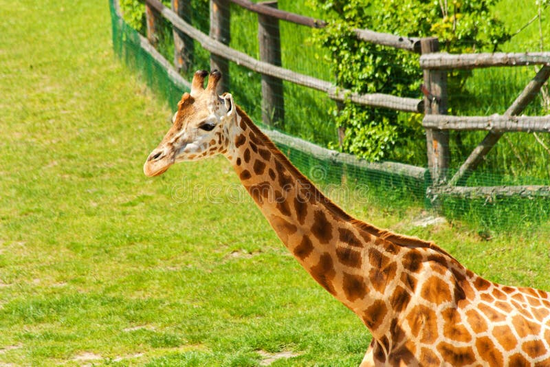 One giraffe stock photo. Image of camelopard, body, landmark - 54222788