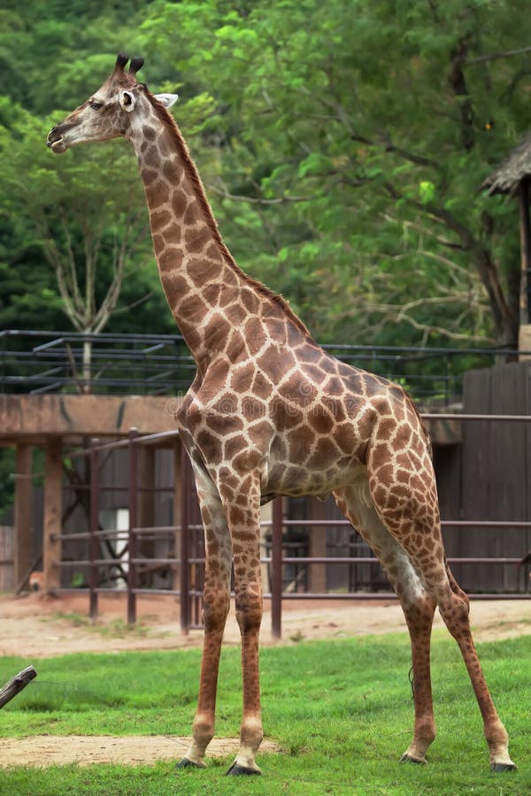 Giraffe stock image. Image of wild, exotic, asia, stand - 189909197
