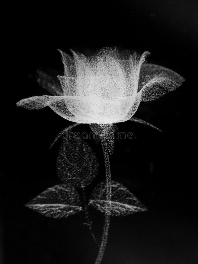 One glass rose stock image. Image of souvenir, glass - 116527081