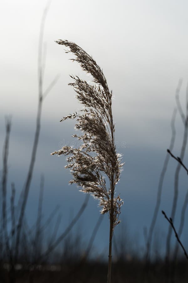 One glowing reed flower stock photo. Image of beautiful - 89430702