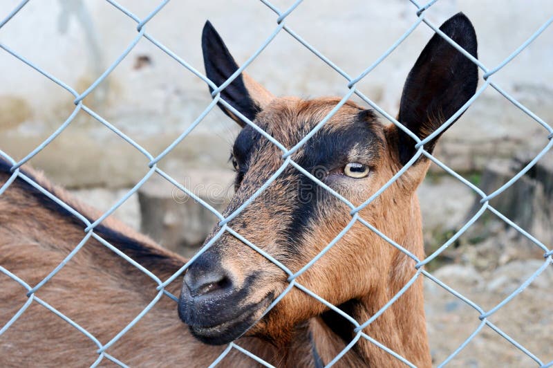 Goat behind the fence stock image. Image of nature, face - 130056067