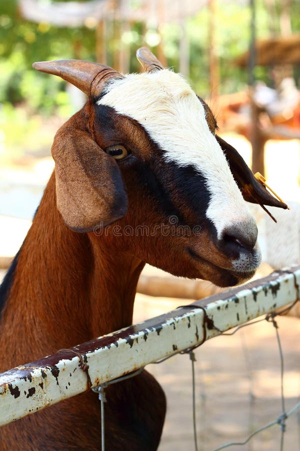 One Goat on a farm. stock photo. Image of brown, head - 45563072