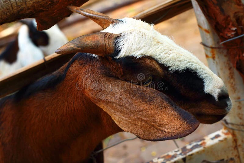 One Goat on a farm. stock image. Image of grazing, field - 45563133