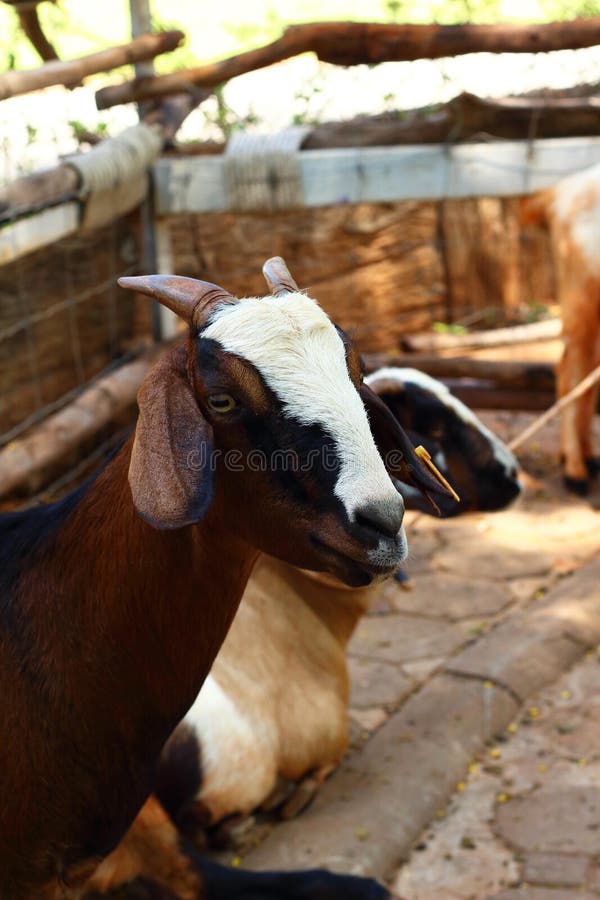 One Goat on a farm. stock photo. Image of farm, hair - 45563816