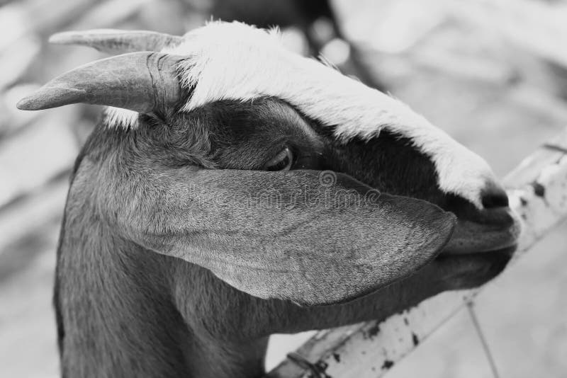 One Goat on a farm. stock photo. Image of brown, nature - 45563884