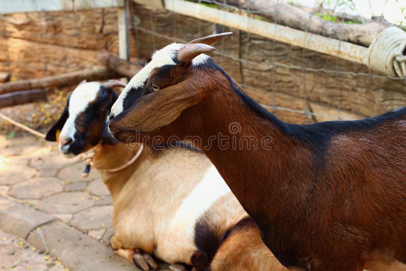 One Goat on a farm. stock photo. Image of mammal, fresh - 45563974