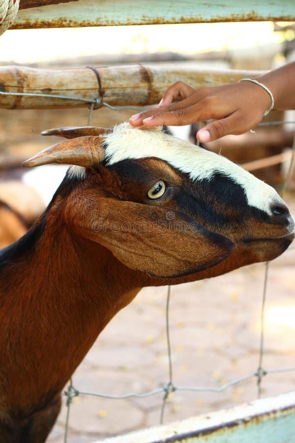One Goat on a farm. stock image. Image of village, young - 45603113