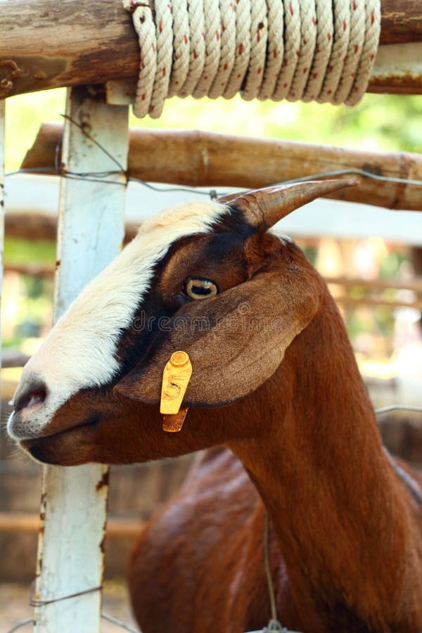 One Goat on a farm. stock image. Image of summer, outdoors - 45648375
