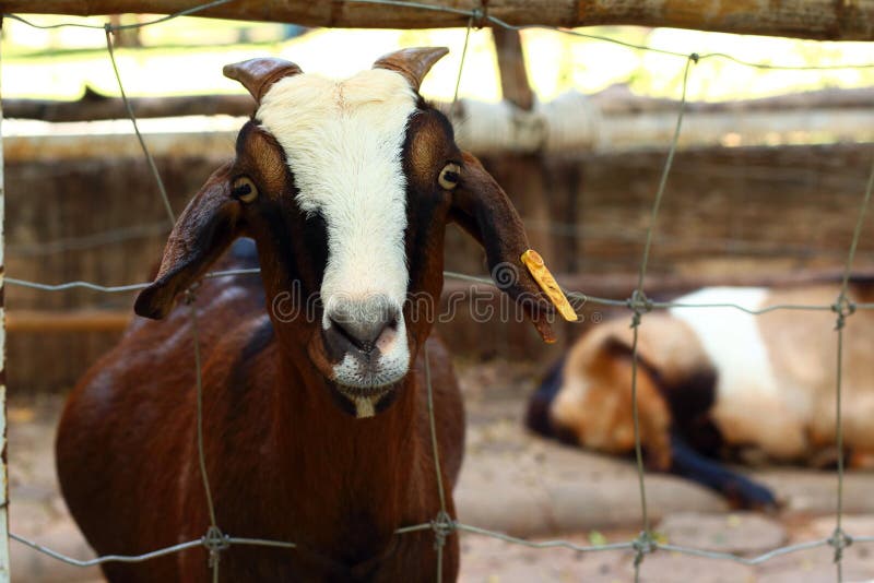 One Goat on a farm. stock photo. Image of mammal, animal - 45603264