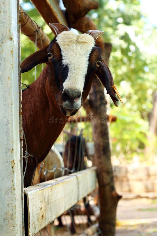 One Goat on a farm. stock image. Image of nature, agriculture - 45648295