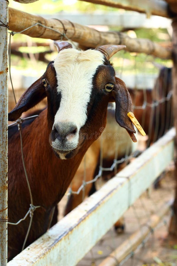 One Goat on a farm. stock image. Image of young, fresh - 45648329