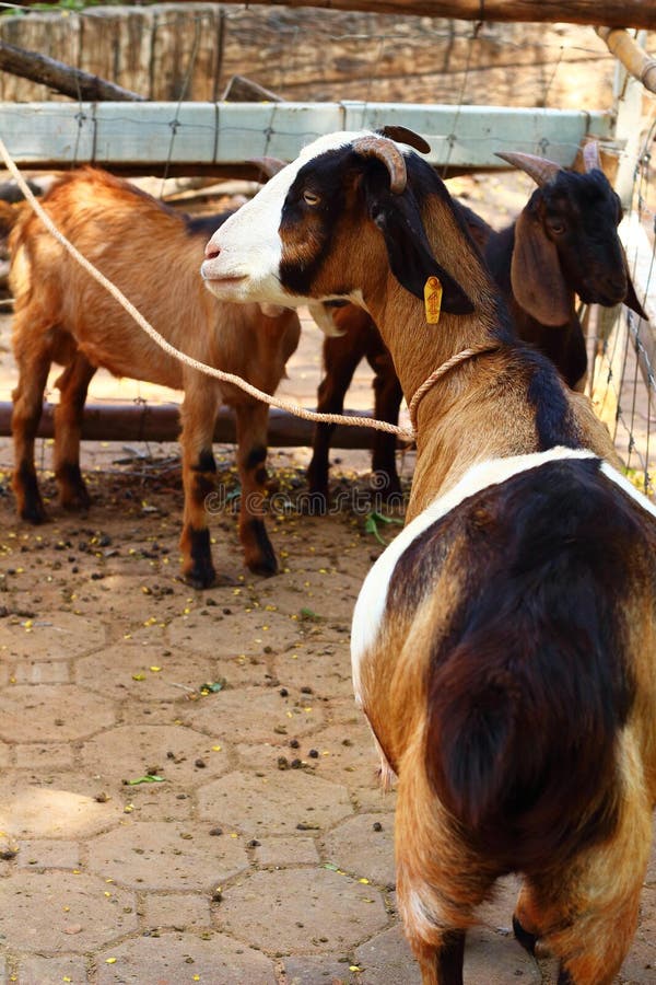 One Goat on a farm. stock photo. Image of grazing, ears - 45648338