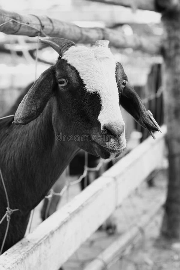 One Goat on a farm. stock image. Image of summer, outdoors - 45648375
