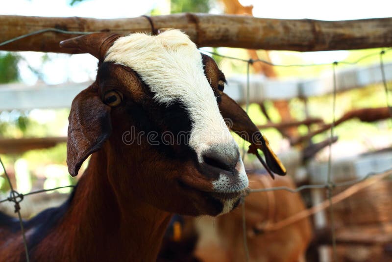 One Goat on a farm. stock image. Image of fence, livestock - 45648633