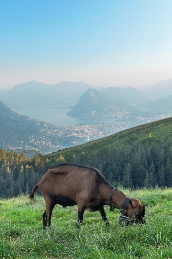 One goat grazing stock image. Image of grazing, mammal - 59347439