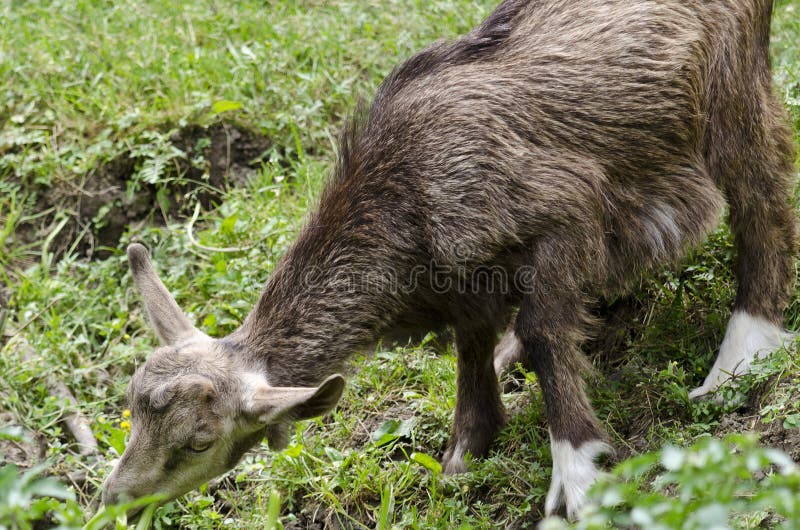 One goat in the yard stock image. Image of farming, field - 56481819