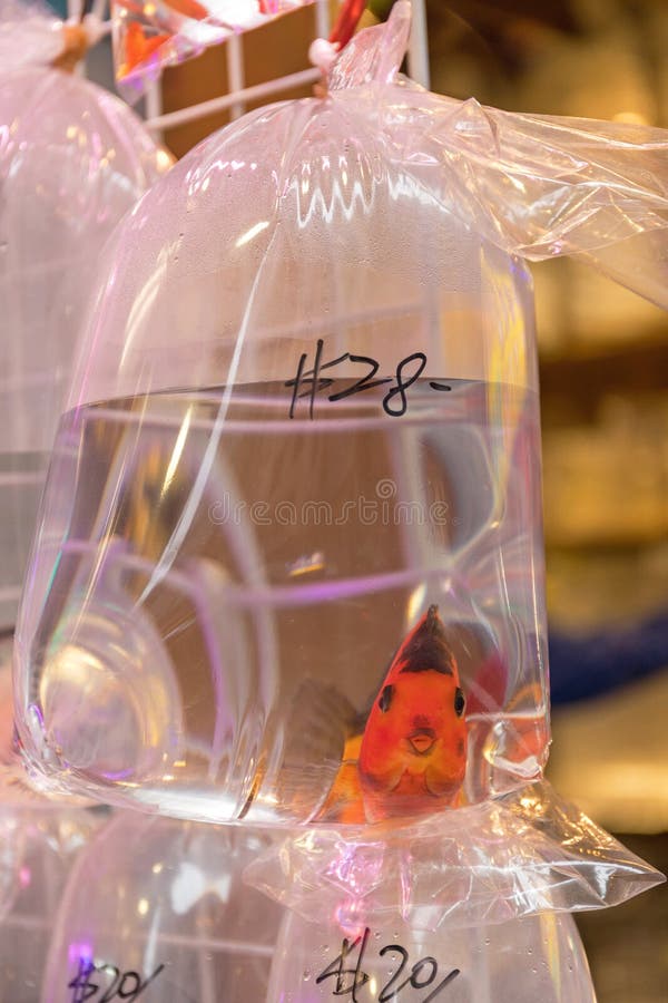 298 Gold Fish Plastic Bag Stock Photos - Free & Royalty-Free Stock ...