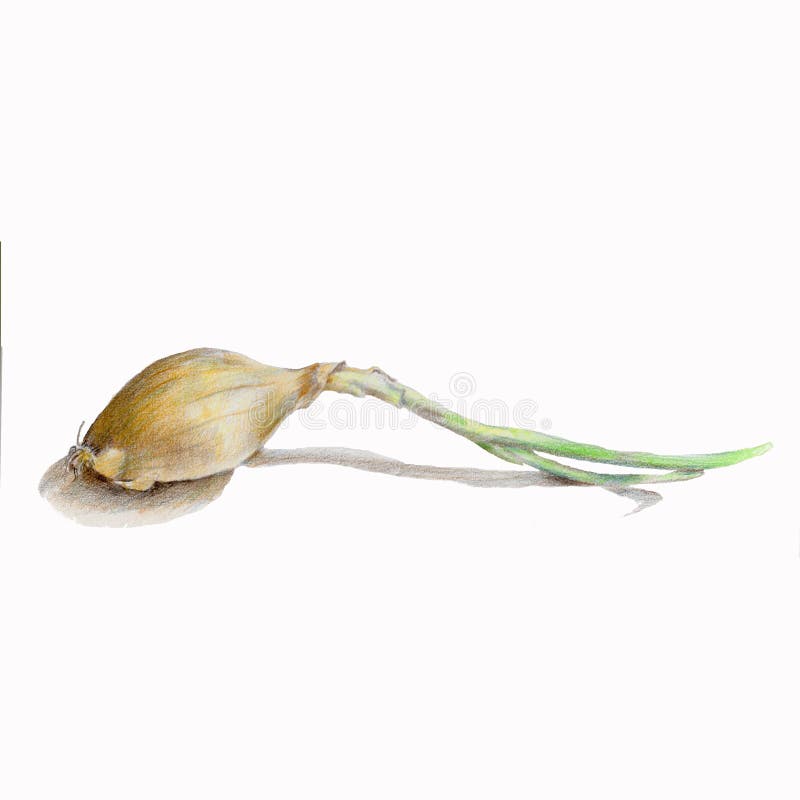 One Gold Onion by Colored Pencils on White Background. Stock Photo ...