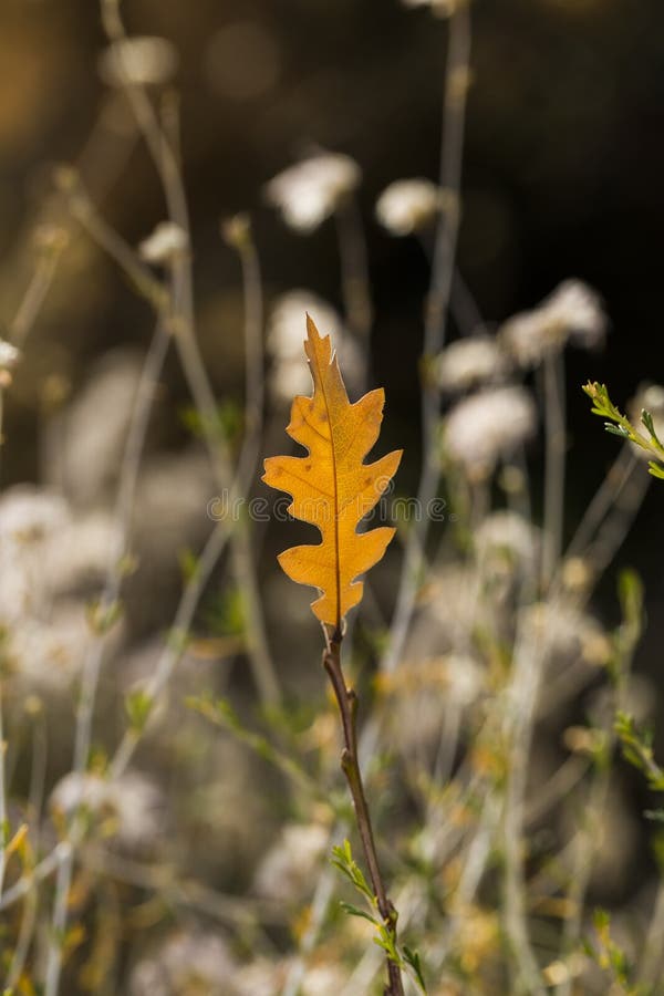 One Golden Leaf Left on a Branch Over a Cluster of Puffy White Flower ...