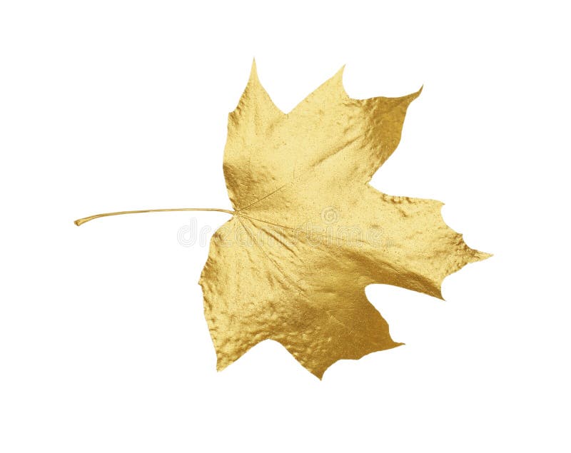 One Golden Maple Leaf Isolated on White. Autumn Season Stock Image ...