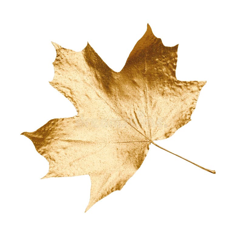 One Golden Maple Leaf Isolated on White. Autumn Season Stock Photo ...