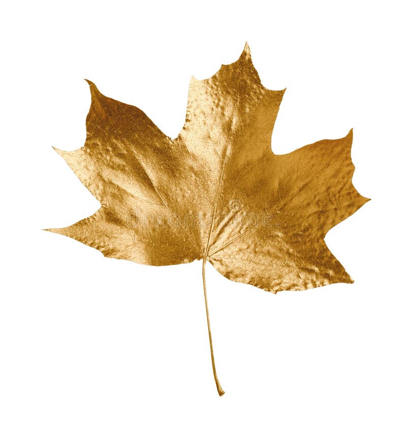 One Golden Maple Leaf Isolated on White. Autumn Season Stock Photo ...