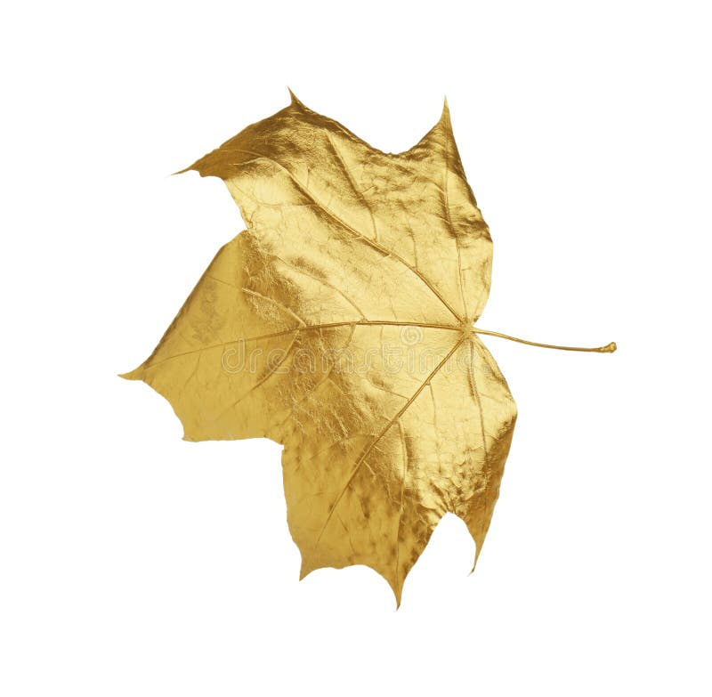 One Golden Maple Leaf Isolated on White. Autumn Season Stock Photo ...