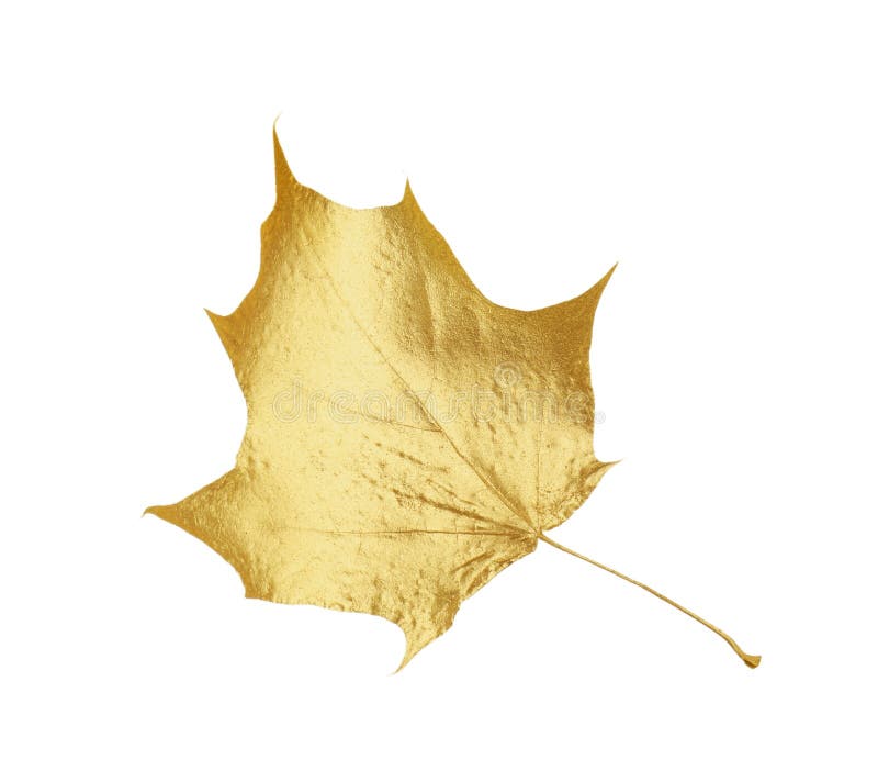 One Golden Maple Leaf Isolated on White. Autumn Season Stock Image ...