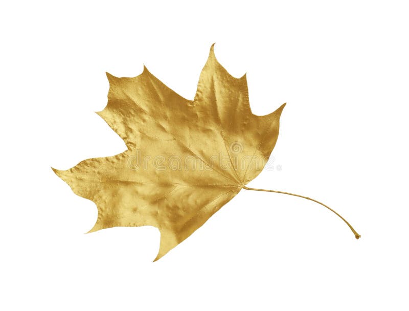One Golden Maple Leaf Isolated on White. Autumn Season Stock Image ...