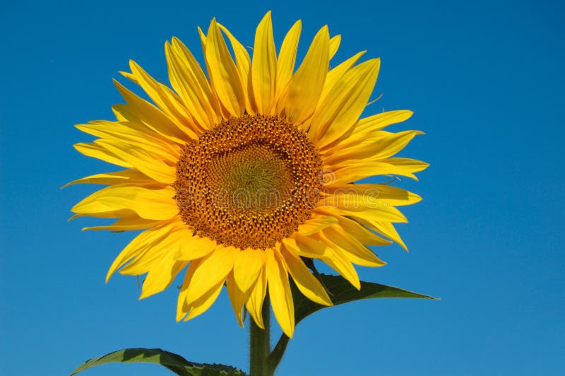 One golden sunflower stock image. Image of growth, petal - 9980493