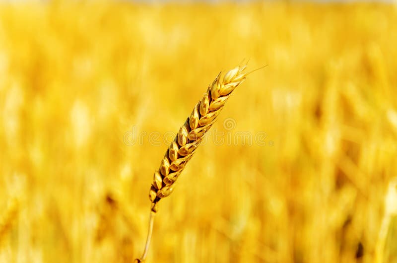 One Golden Wheat Over Field Stock Image - Image of autumn, bright: 34257229