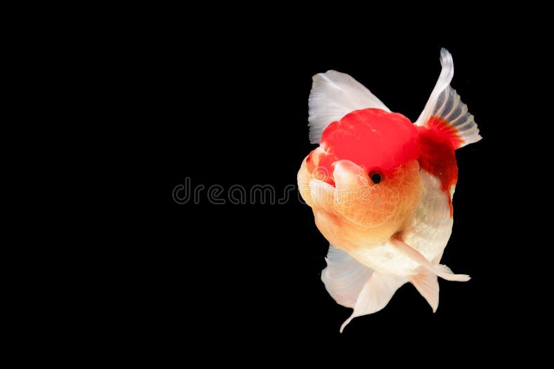1,171 Goldfish Texture Stock Photos - Free & Royalty-Free Stock Photos ...