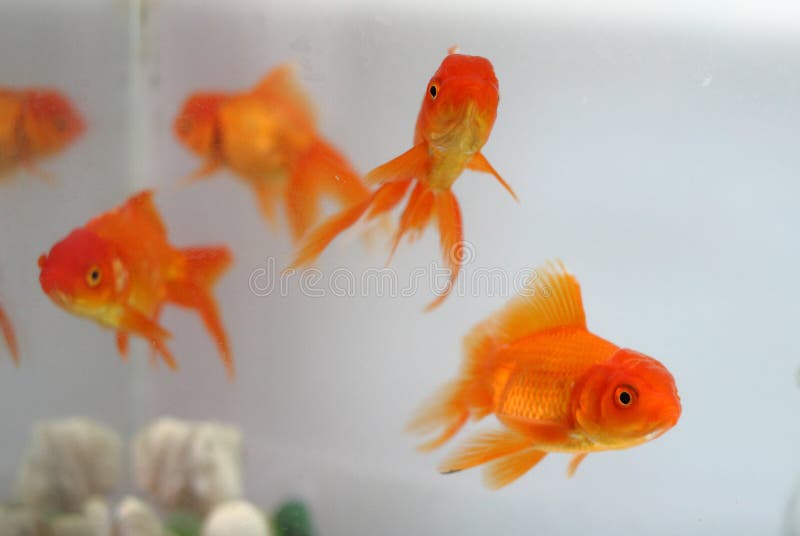Three Goldfish in Aquarium stock image. Image of golden - 264663
