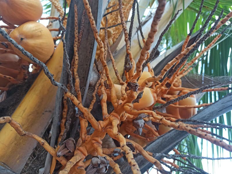 Coconut root stock photo. Image of autumn, plant, trunk - 268191846