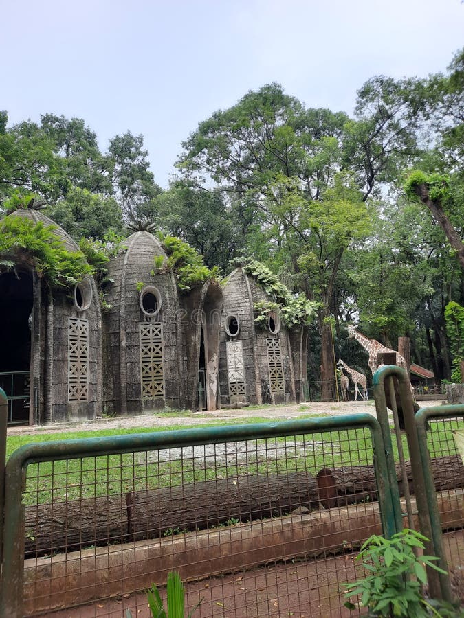 One of the Good Zoos is the Ragunan Zoo Editorial Photography - Image ...